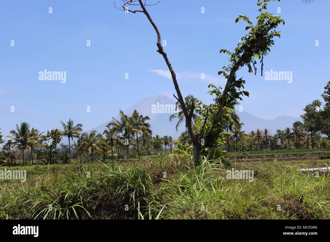The atmosphere of the slopes of Mount Semeru, one of the largest and ...
