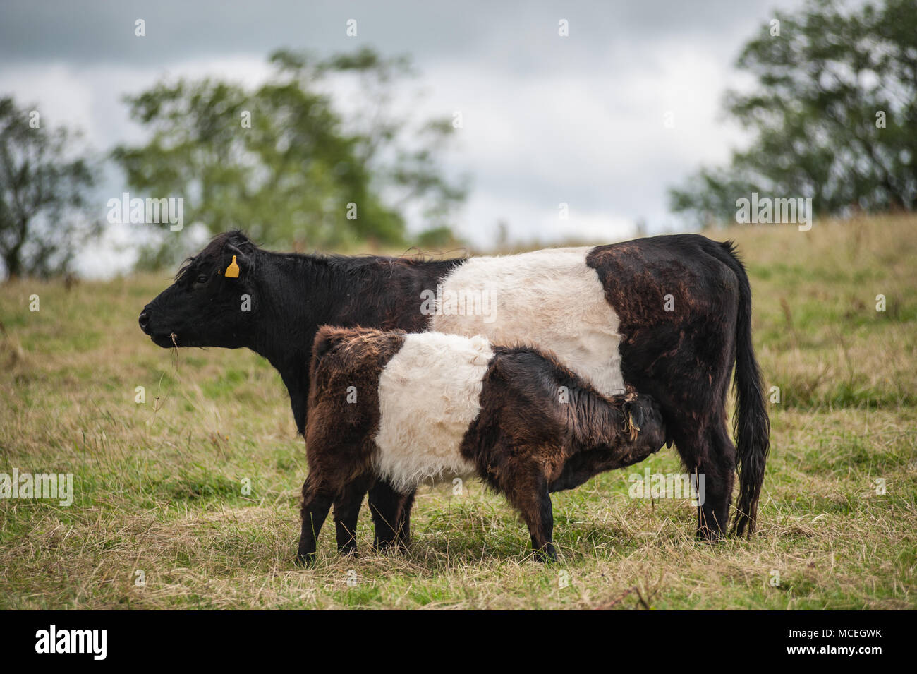 Belted galloway cow hi-res stock photography and images - Alamy
