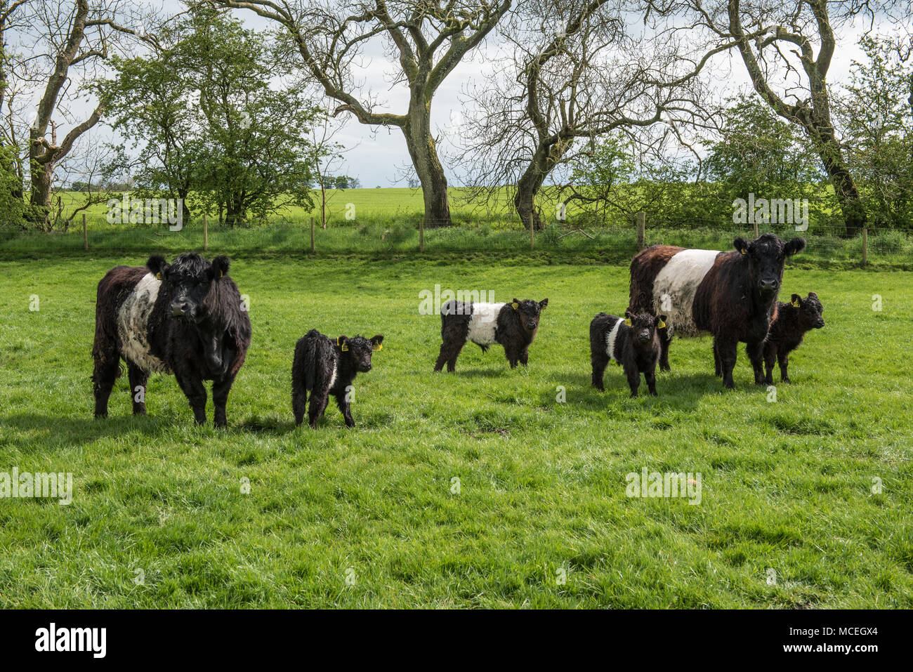 Quality belt hi-res stock photography and images - Alamy