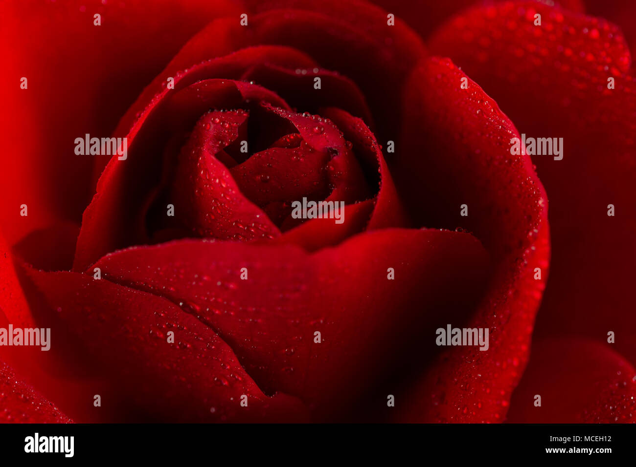 red rose in close up view Stock Photo - Alamy