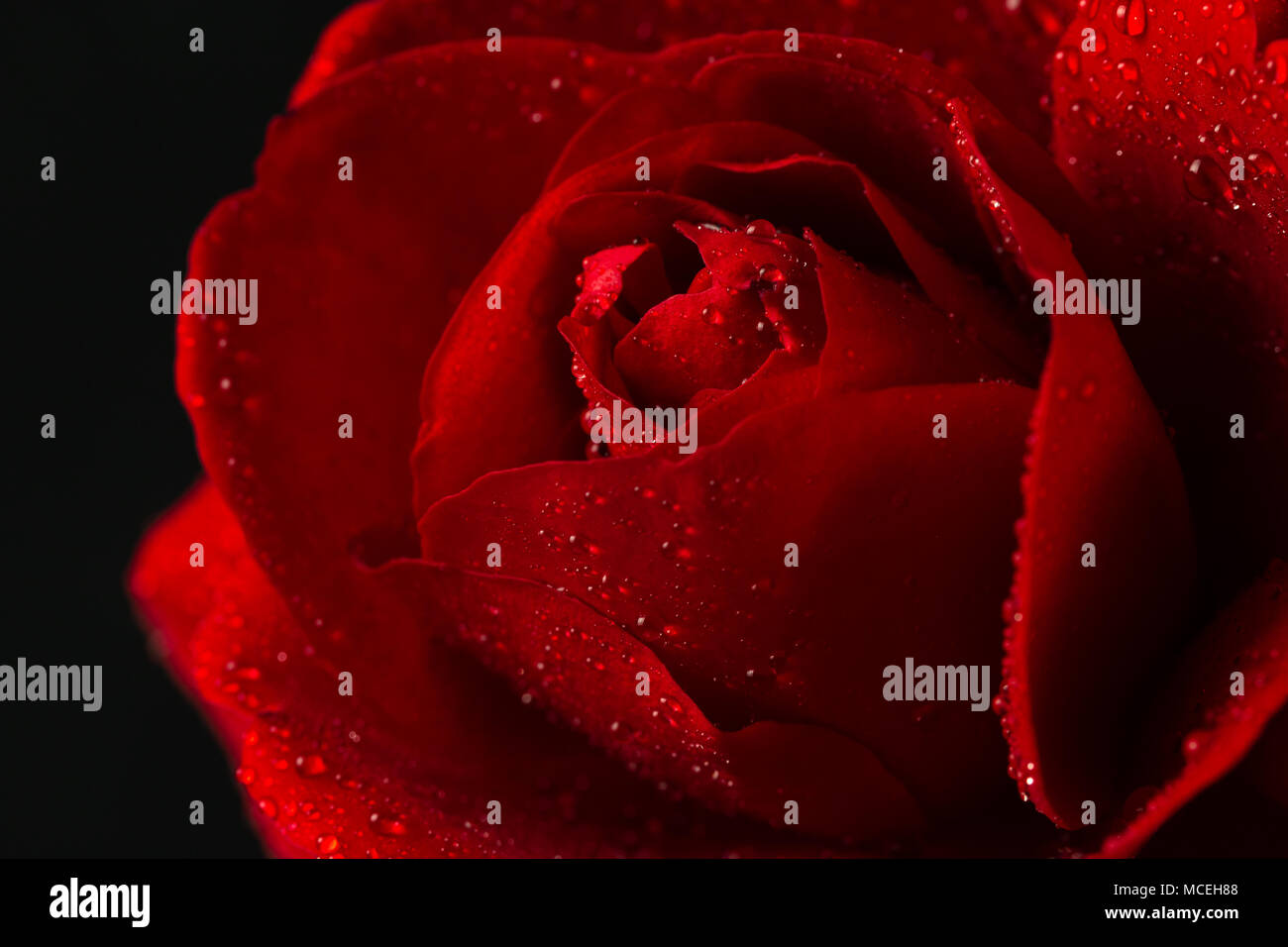 red rose in close up view Stock Photo - Alamy