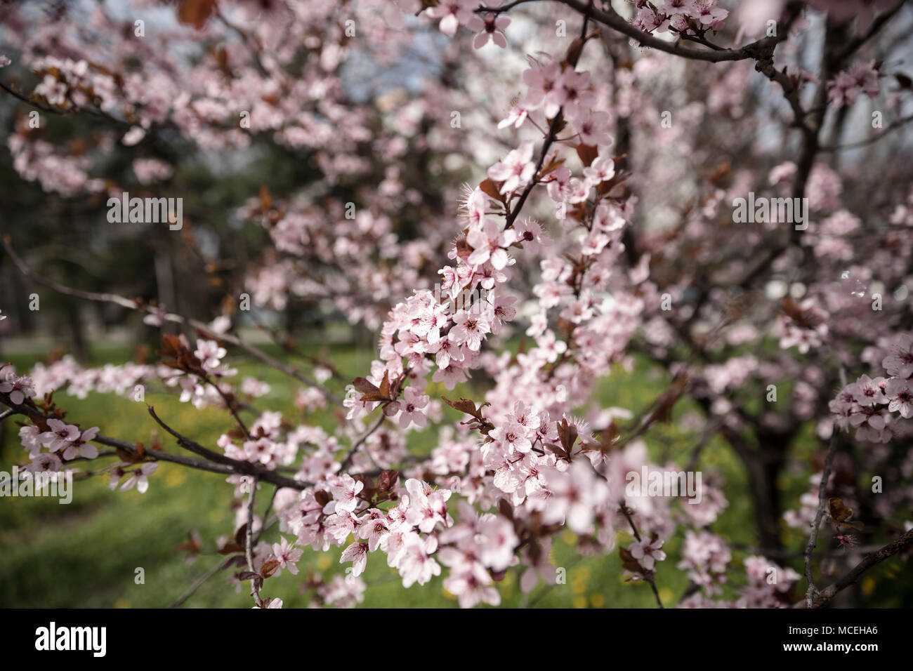 Bloomy tree, Sofia, Bulgaria on April 7, 2018 Stock Photo - Alamy