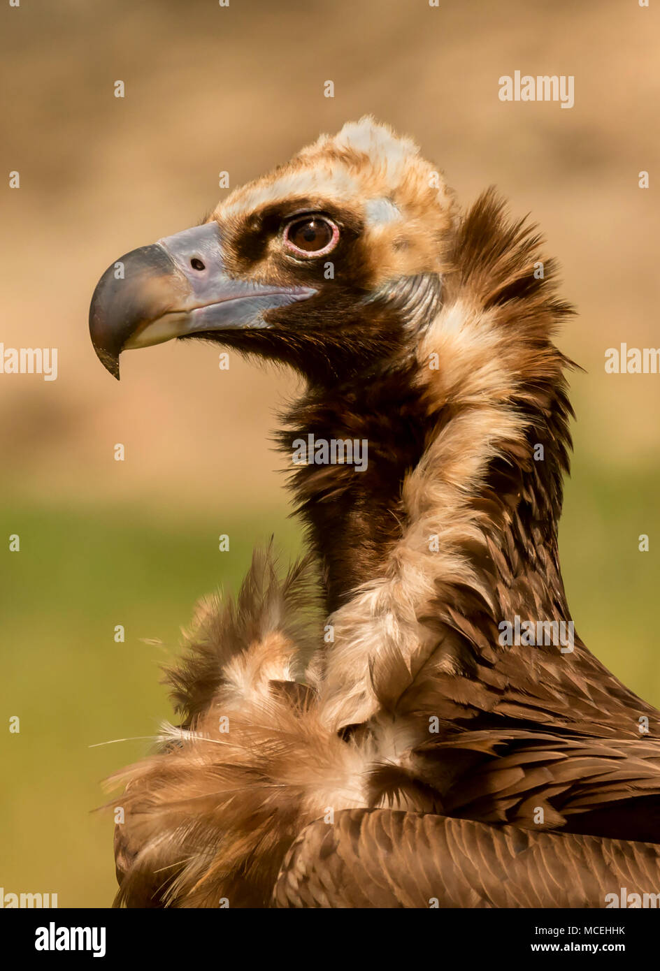Close up shot black vulture hi-res stock photography and images - Alamy