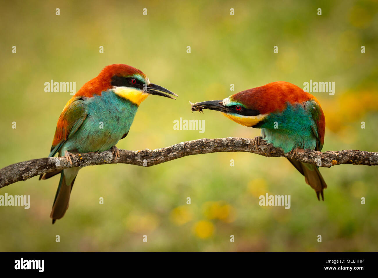 Pair of bee-eaters perched on a branch. The male is giving eat to the ...