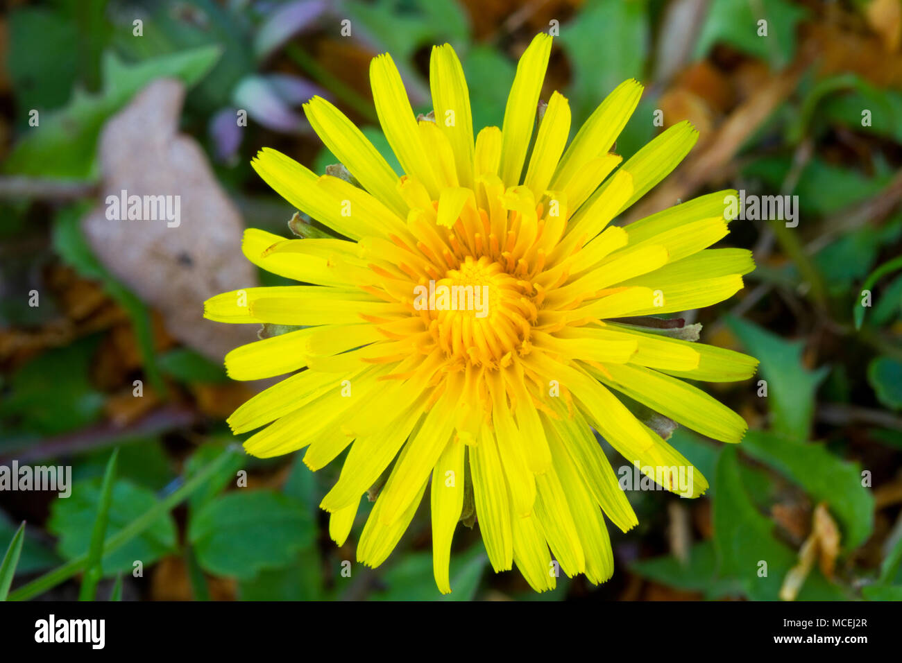 Composite flower head hi-res stock photography and images - Alamy