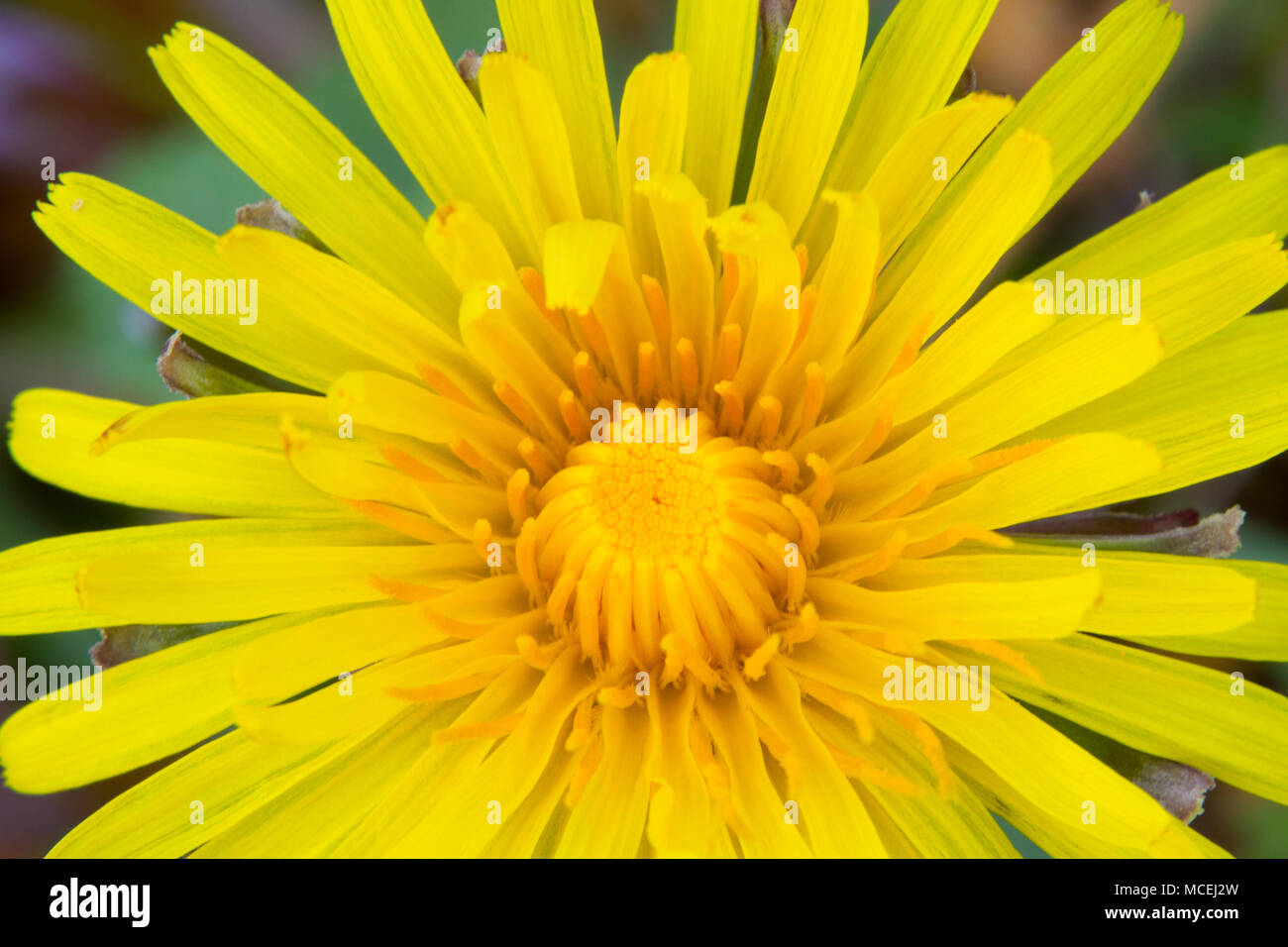 Composite flower head hi-res stock photography and images - Alamy