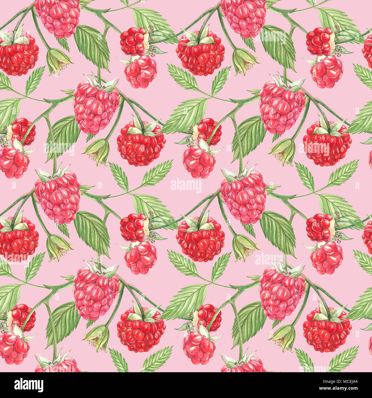 Hand drawn watercolor painting raspberry on white background. Botanical ...