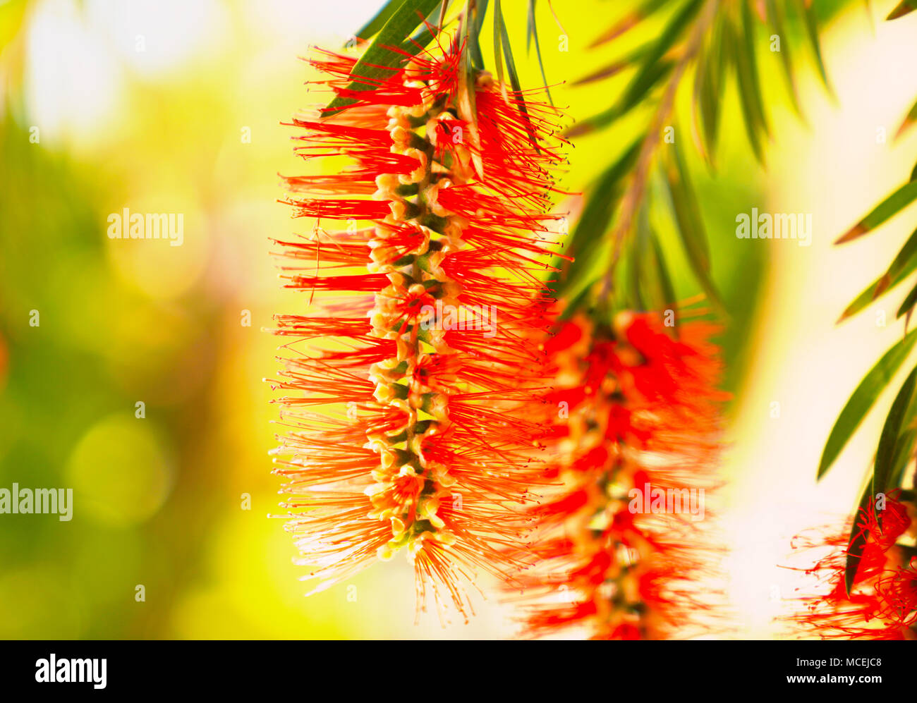 Red bottlebrush callistemon citrinus red cluster selective focus Stock ...