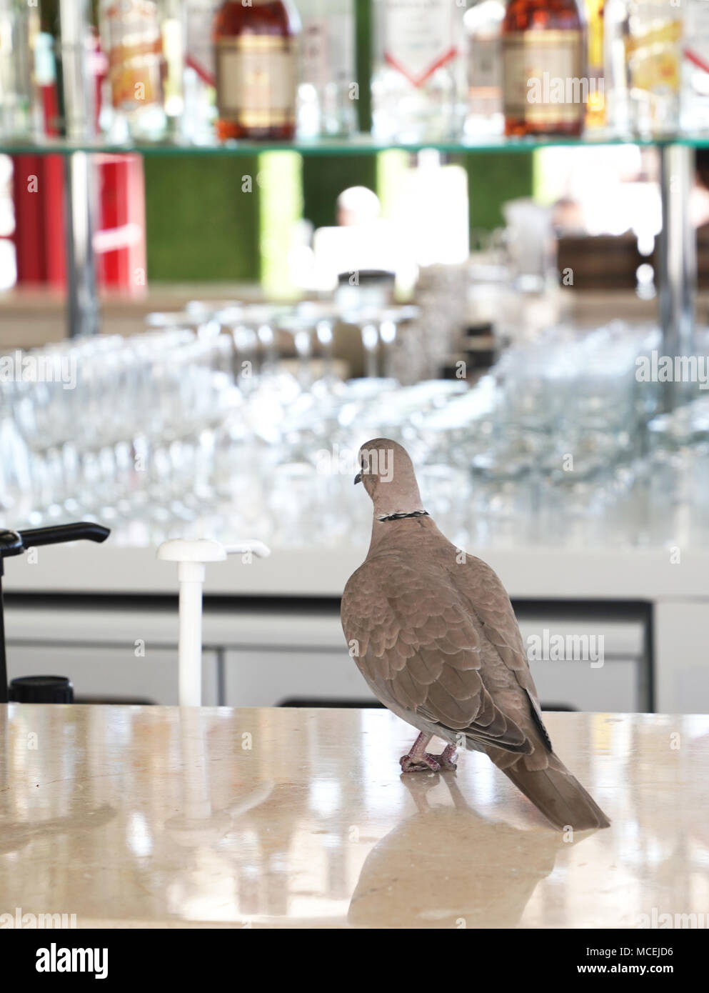 Dove at the bar in a beach club Stock Photo - Alamy
