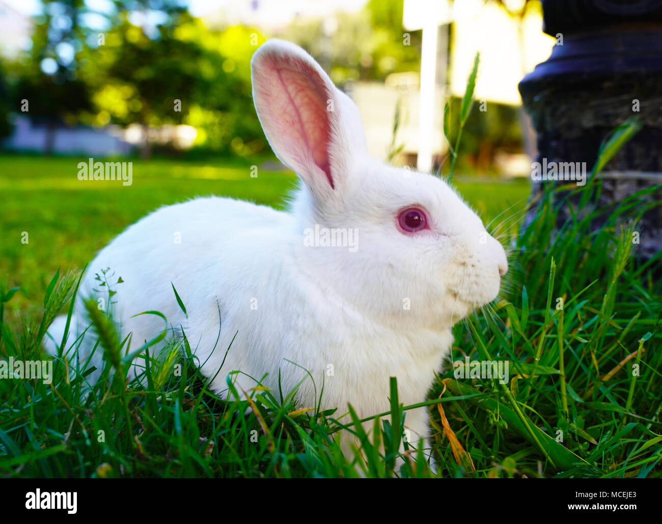 Funny white rabbit eating on green grass in garden Stock Photo - Alamy