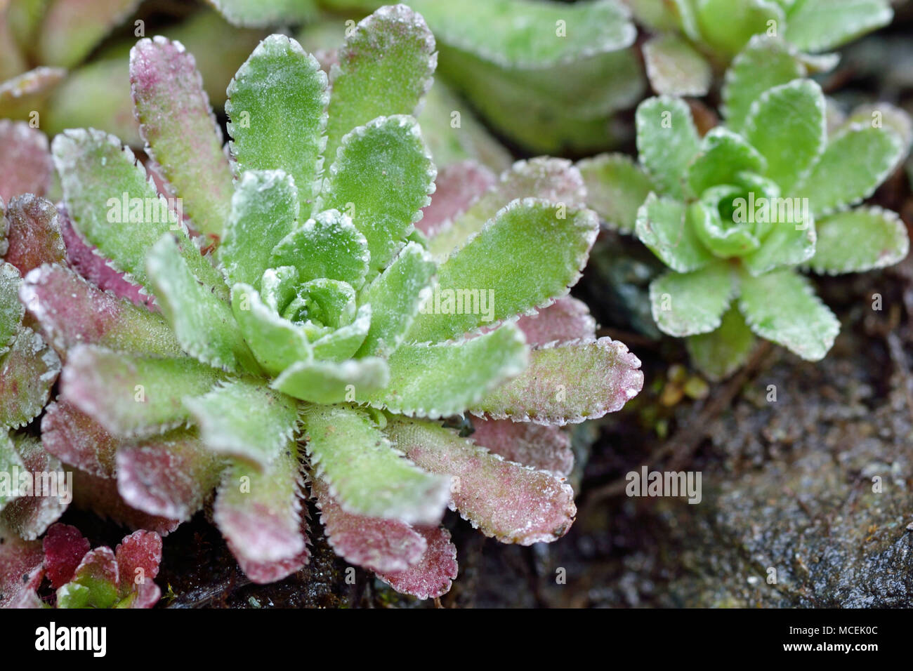 Fat plants hi-res stock photography and images - Alamy