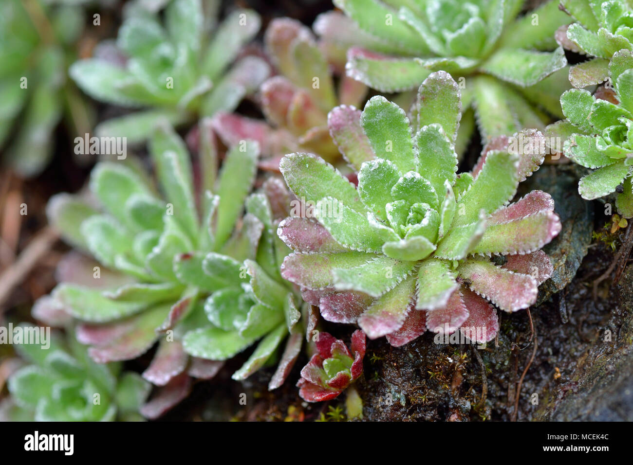 Fat plants hi-res stock photography and images - Alamy