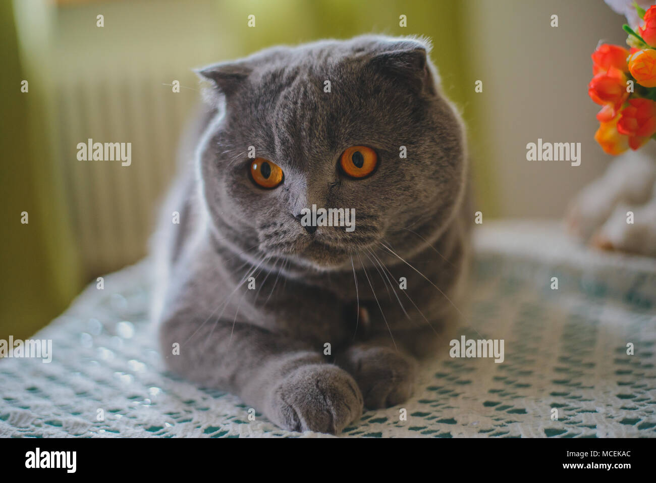 Cat Scotish Fold Stock Photo - Alamy
