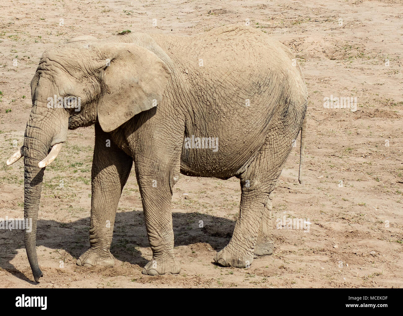 African dry savanna hi-res stock photography and images - Alamy