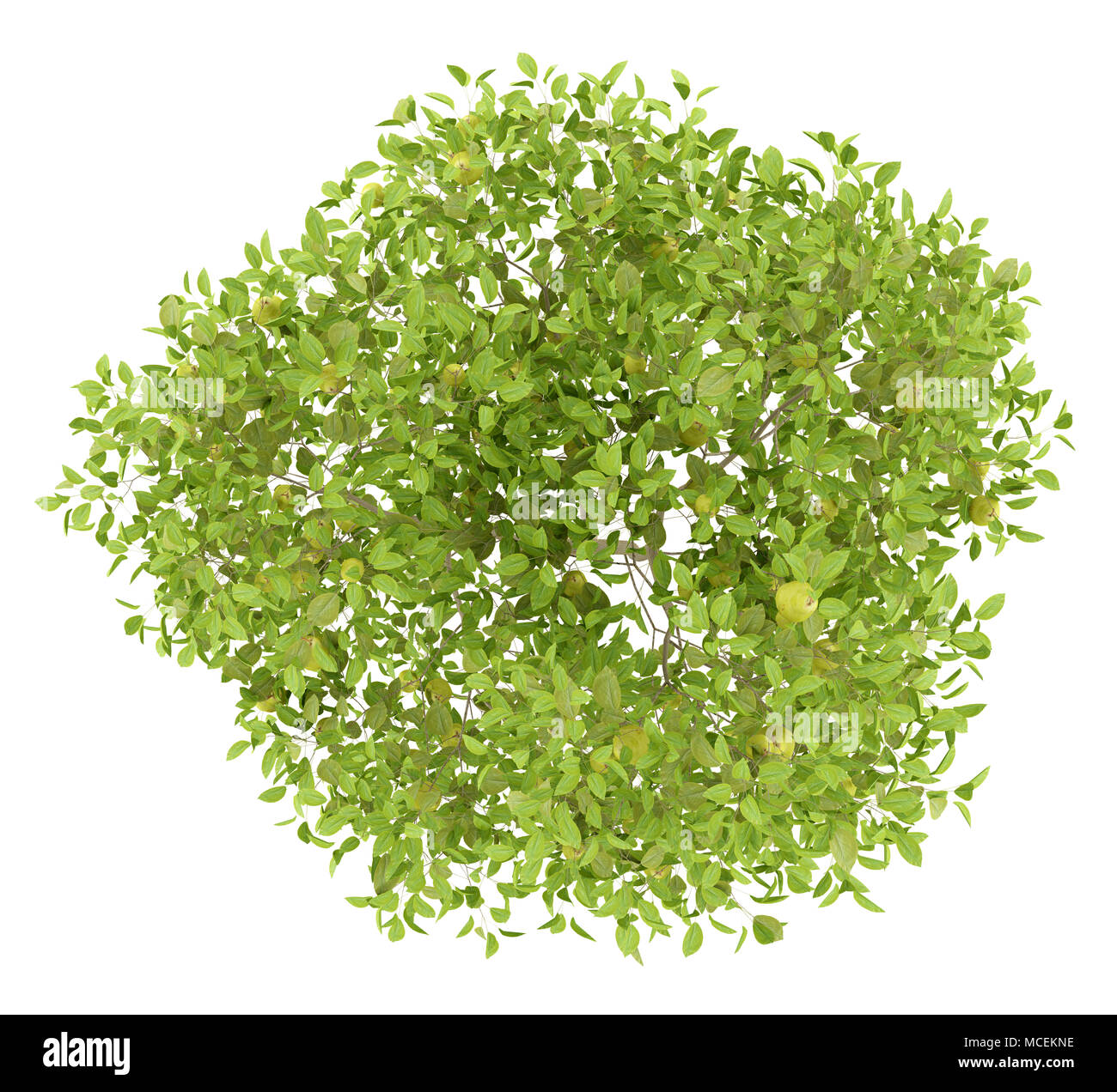top view of pear tree with pears isolated on white background. 3d ...
