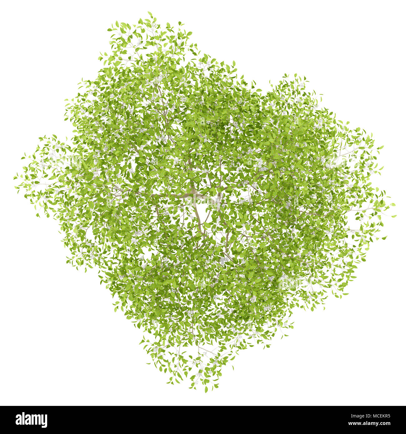 top view of flowering pear tree isolated on white background. 3d ...