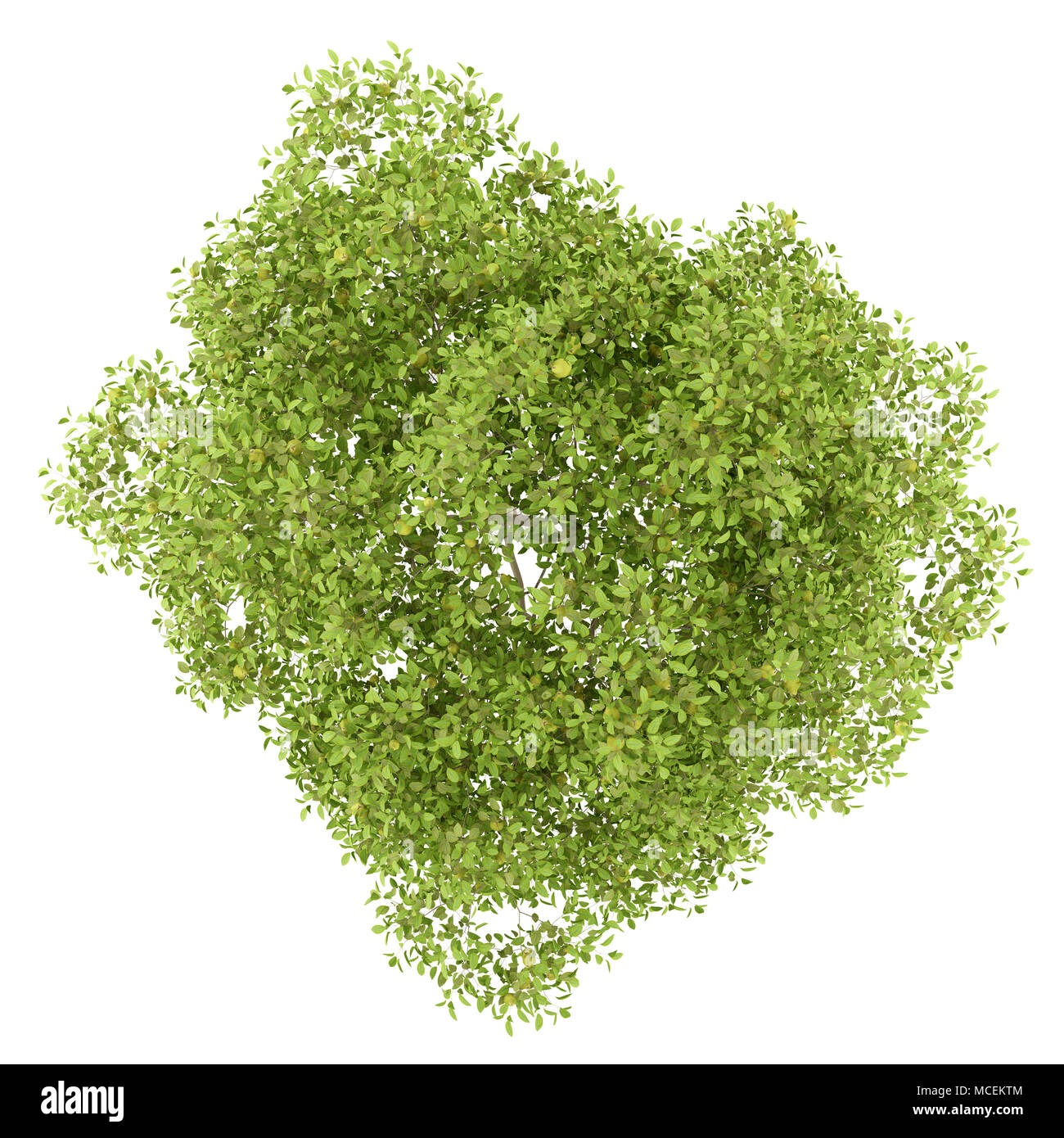 top view of pear tree with pears isolated on white background. 3d ...