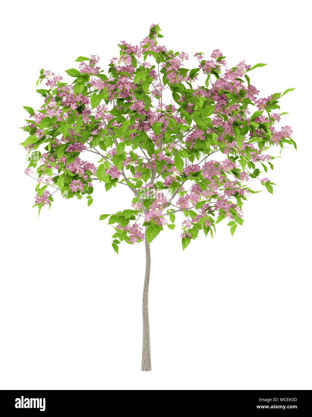 flowering plum tree isolated on white background. 3d illustration Stock ...