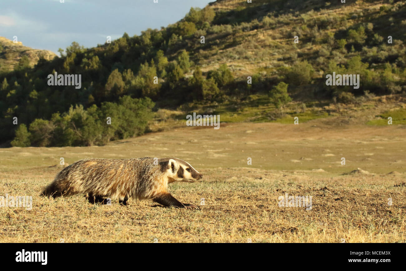 An American Badger walking among mountains in the Badlands of North ...