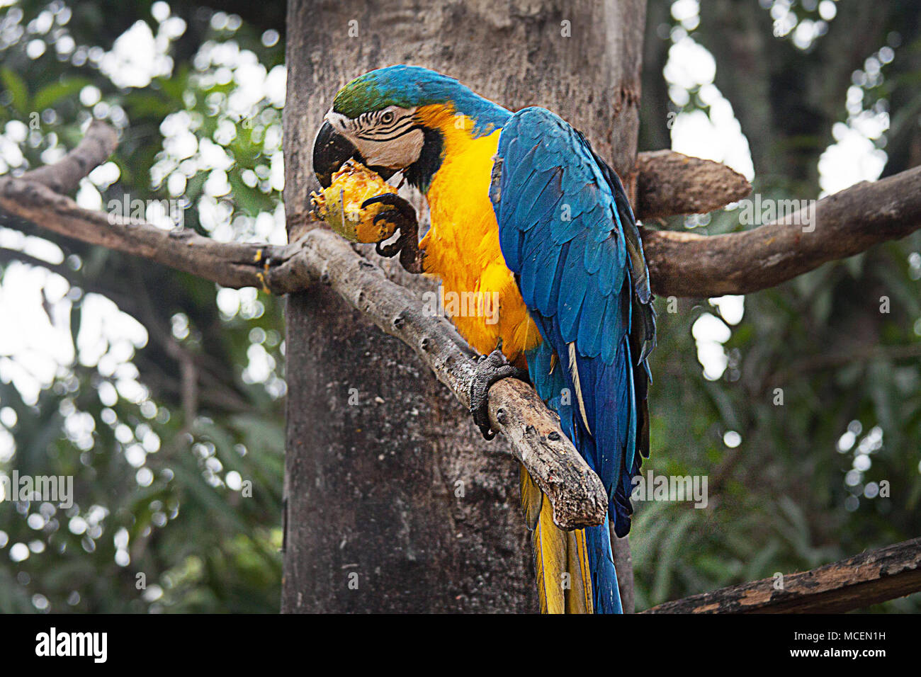 The blue-and-yellow macaw (Ara ararauna) also known as the blue-and-gold macaw. Venezuela ...