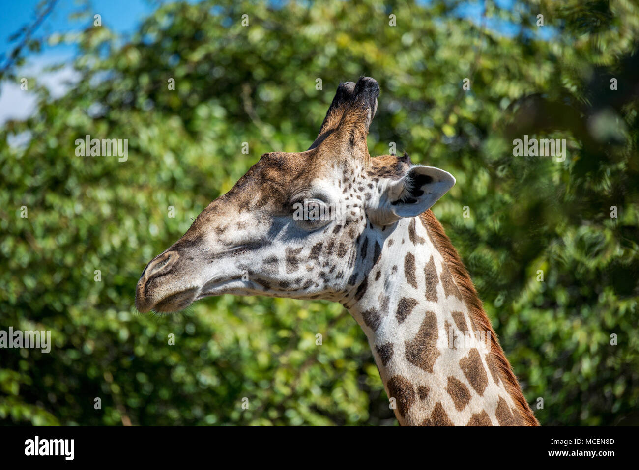 G camelopardalis thornicrofti hi-res stock photography and images - Alamy