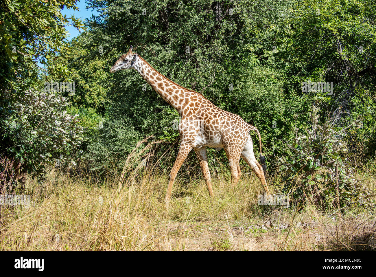 Giraffa tippelskirchi thornicrofti hi-res stock photography and images ...