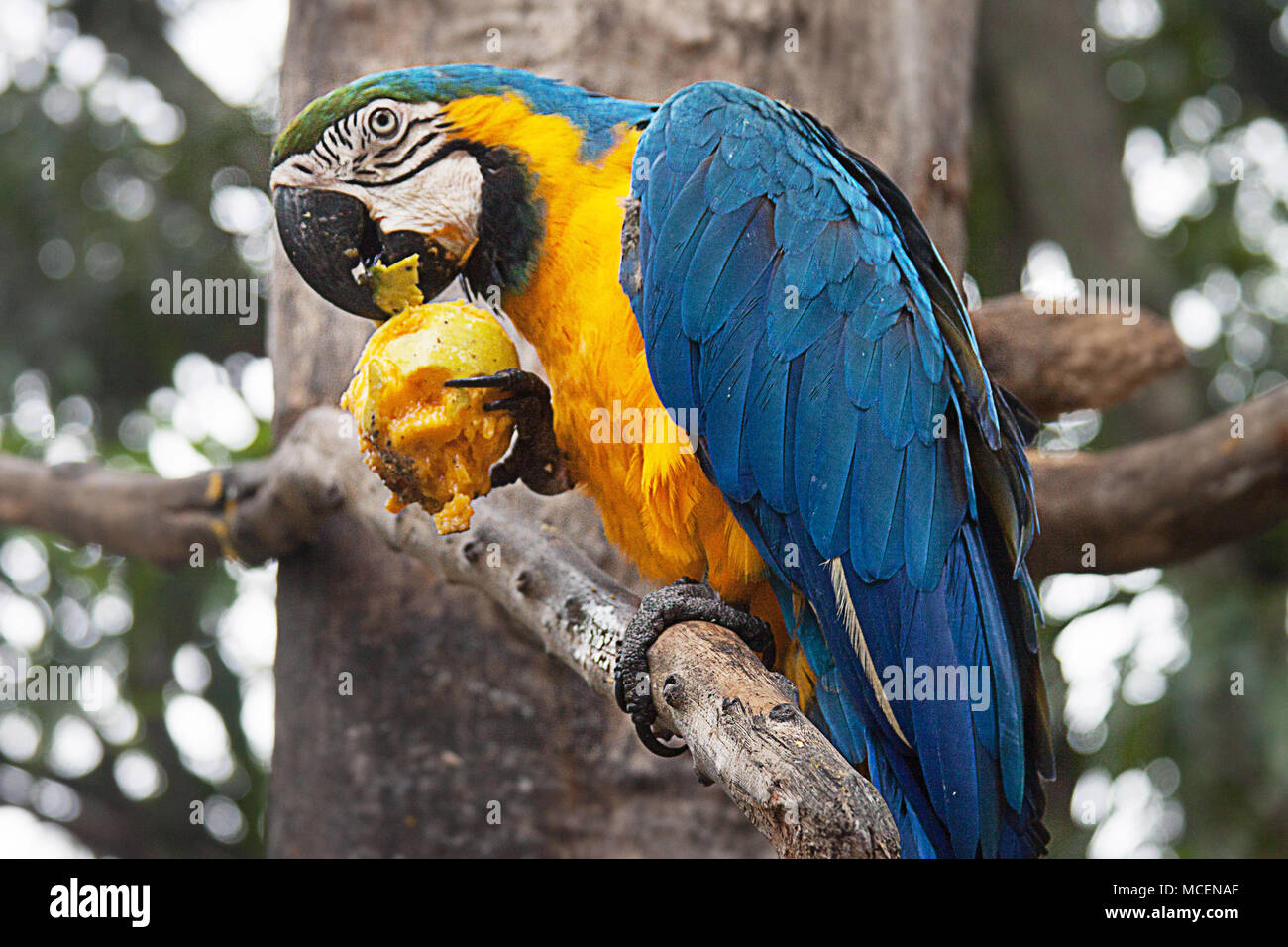 The blue-and-yellow macaw (Ara ararauna) also known as the blue-and ...