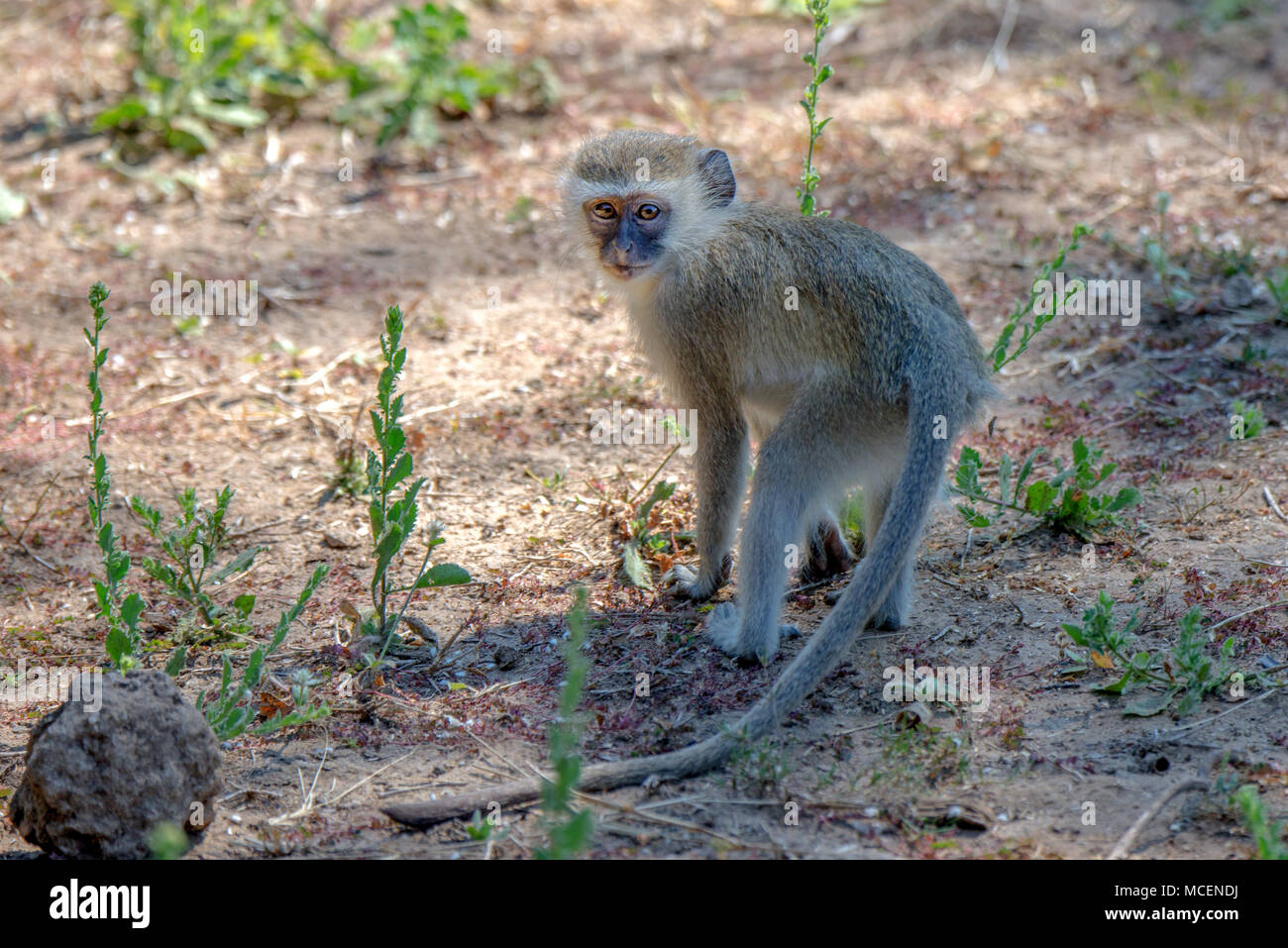 Monkey with camera hi-res stock photography and images - Alamy