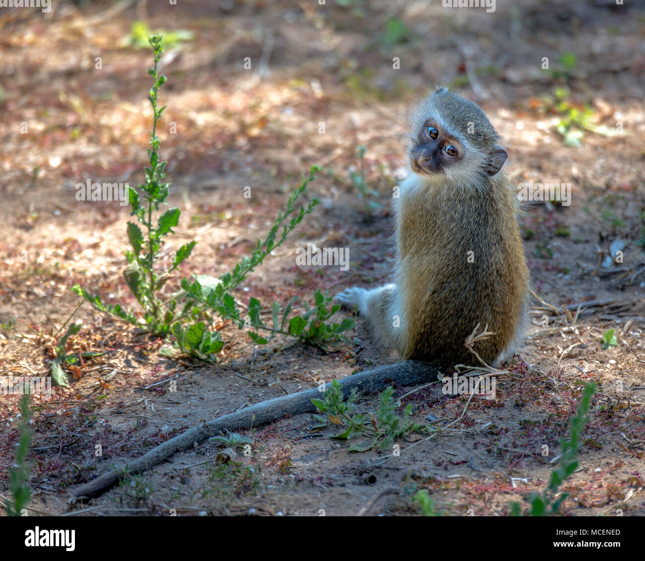 YOUNG VERVET MONKEY (CERCOPITHECUS AETHIOPS) LOOKING AT CAMERA, ZAMBIA ...