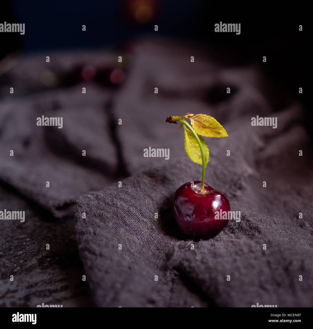 Single Red Cherry, Dark Background Stock Photo - Alamy