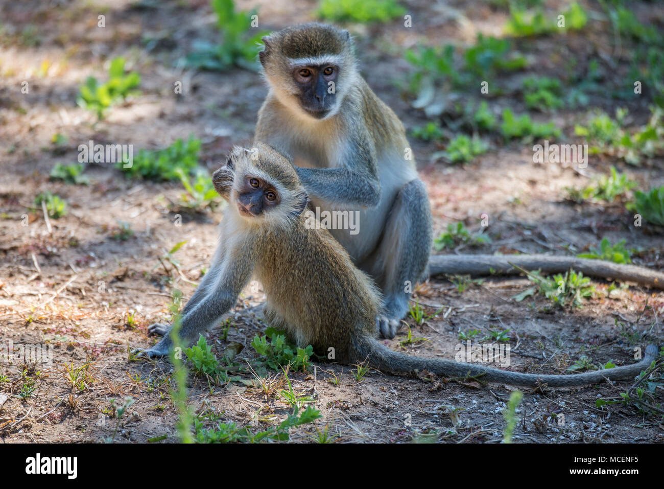 Monkey looking camera hi-res stock photography and images - Alamy