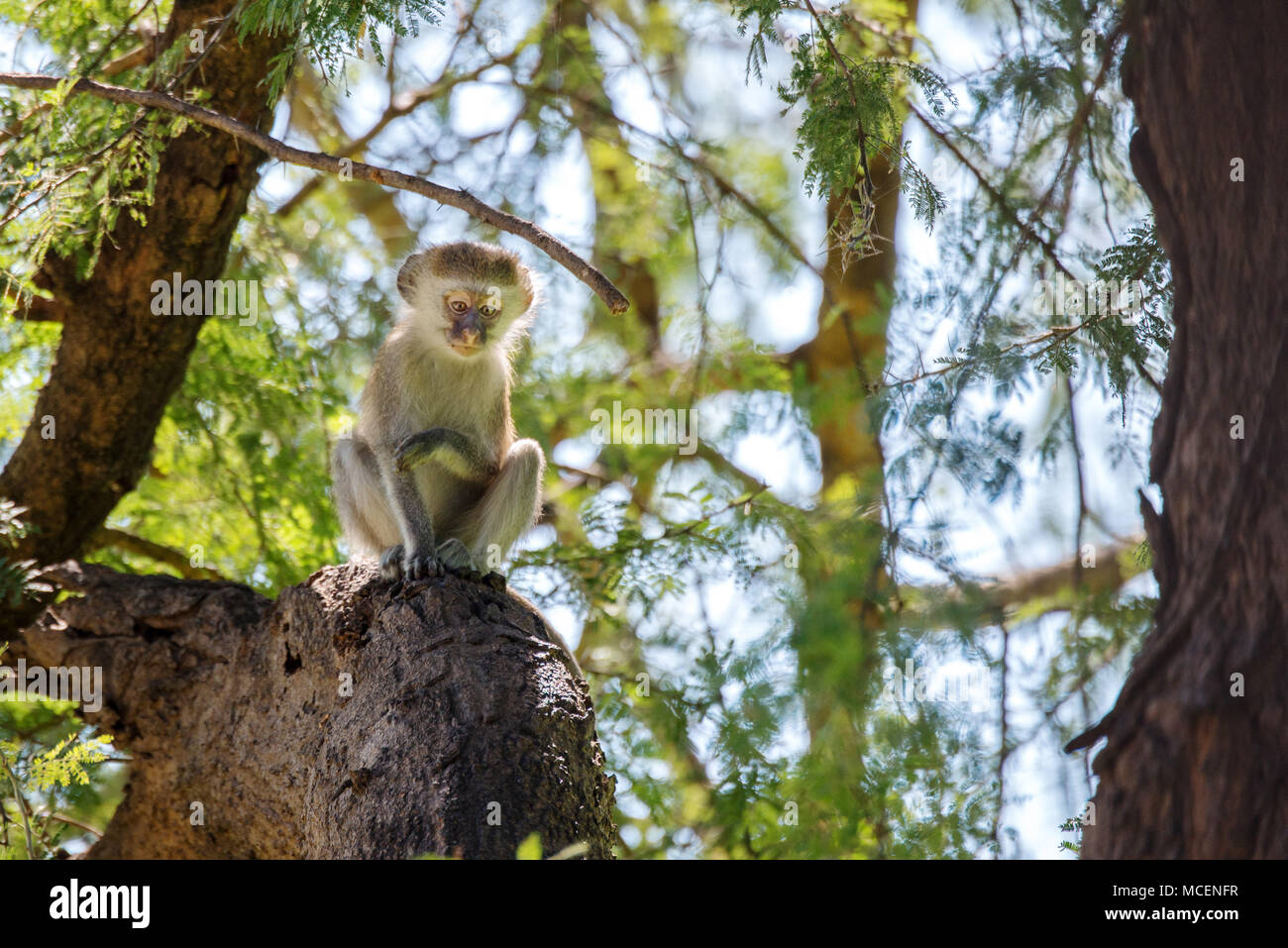 Monkey climbing tree hi-res stock photography and images - Alamy