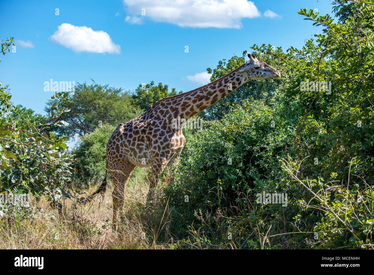 RHODESIAN GIRAFFE OR THORNICROFT'S GIRAFFE (GIRAFFA CAMELOPARDALIS ...