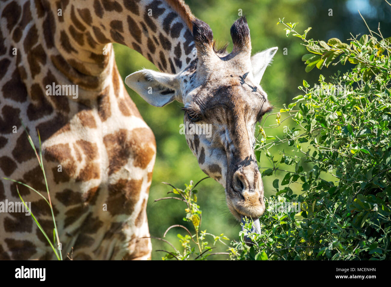 CLOSE UP OF RHODESIAN GIRAFFE OR THORNICROFT'S GIRAFFE (GIRAFFA ...