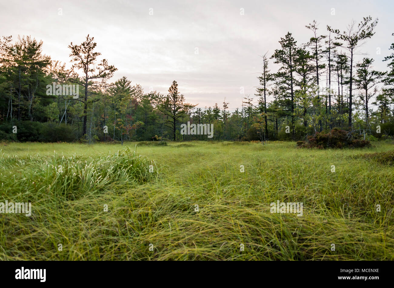 The forest landscape in Maine Stock Photo - Alamy