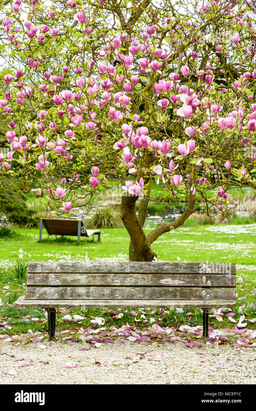 Bench under a white magnolia hi-res stock photography and images - Alamy