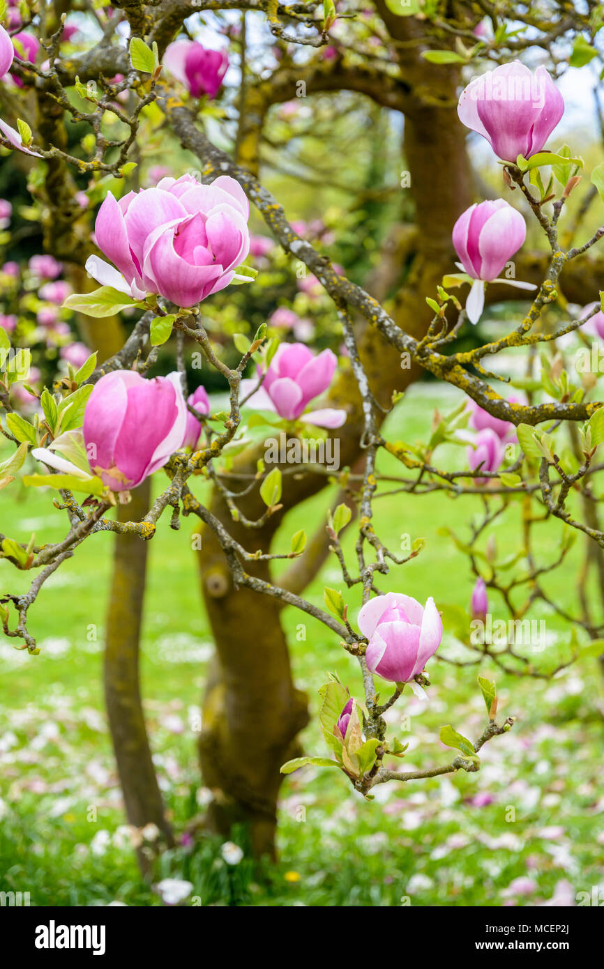 Big petal flowers hi-res stock photography and images - Alamy