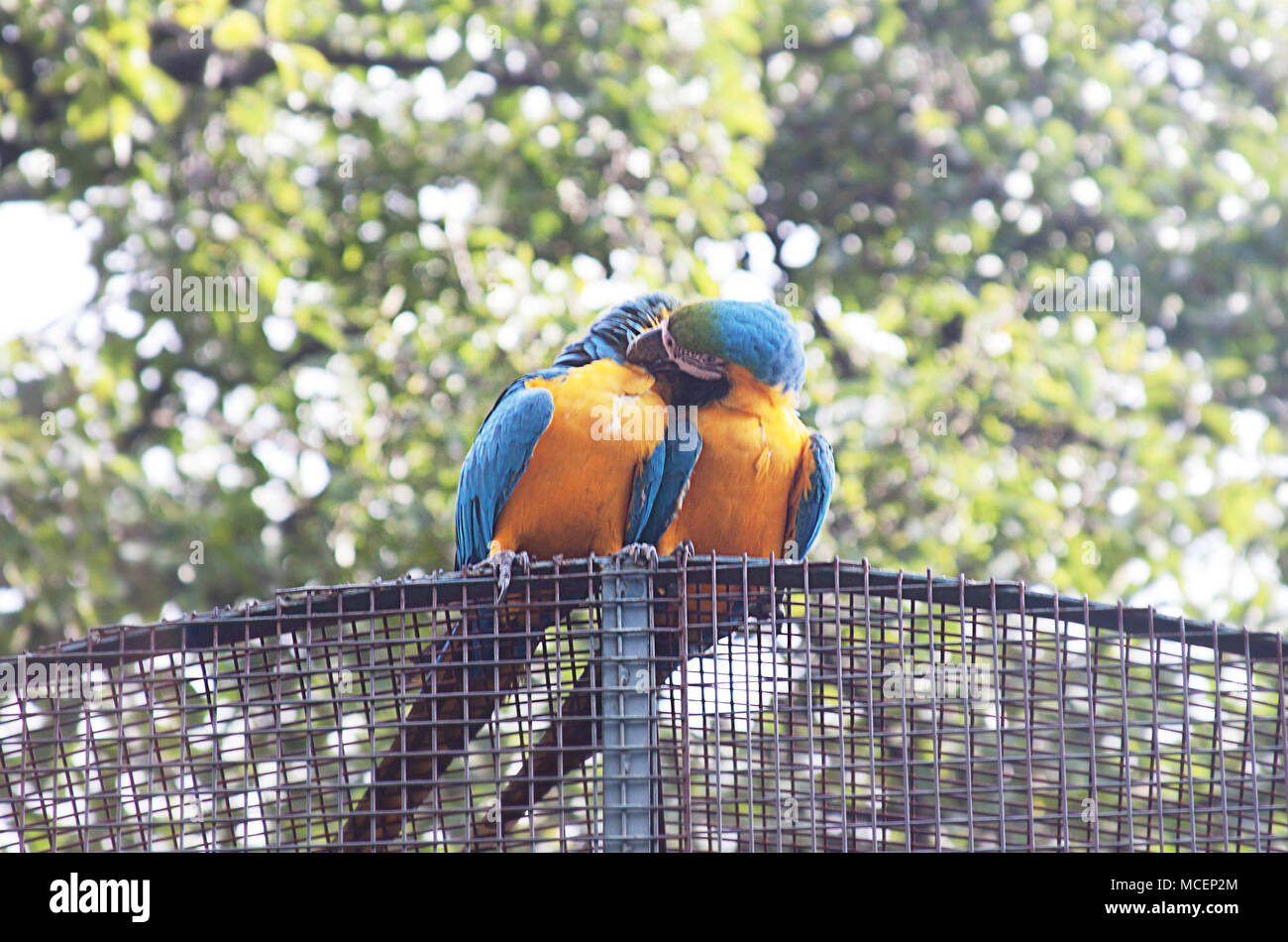 The blue-and-yellow macaw (Ara ararauna) also known as the blue-and ...