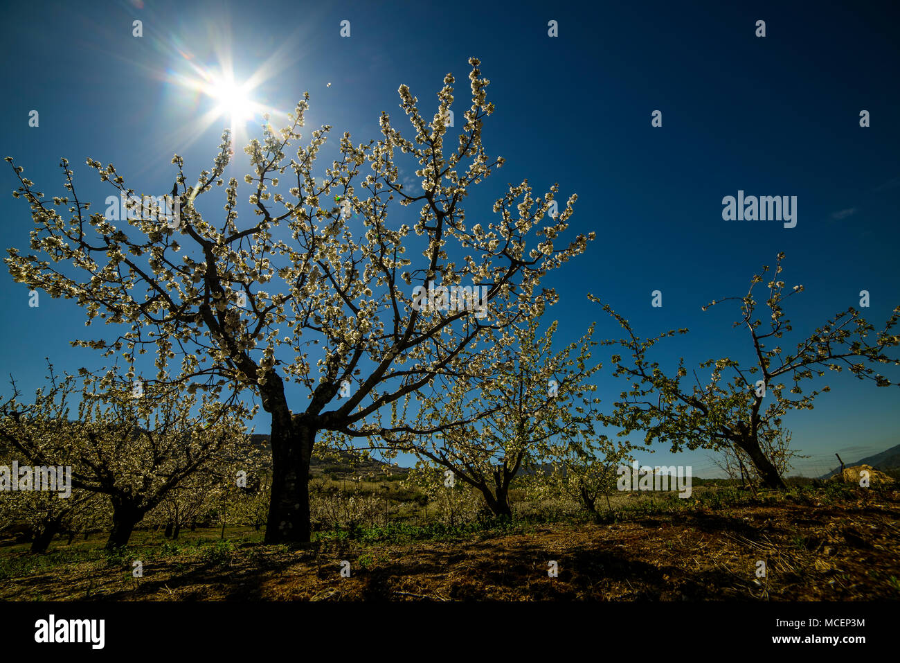 Cherry trees, blossom, springtime, jerte valley (Cáceres) Spain Stock ...