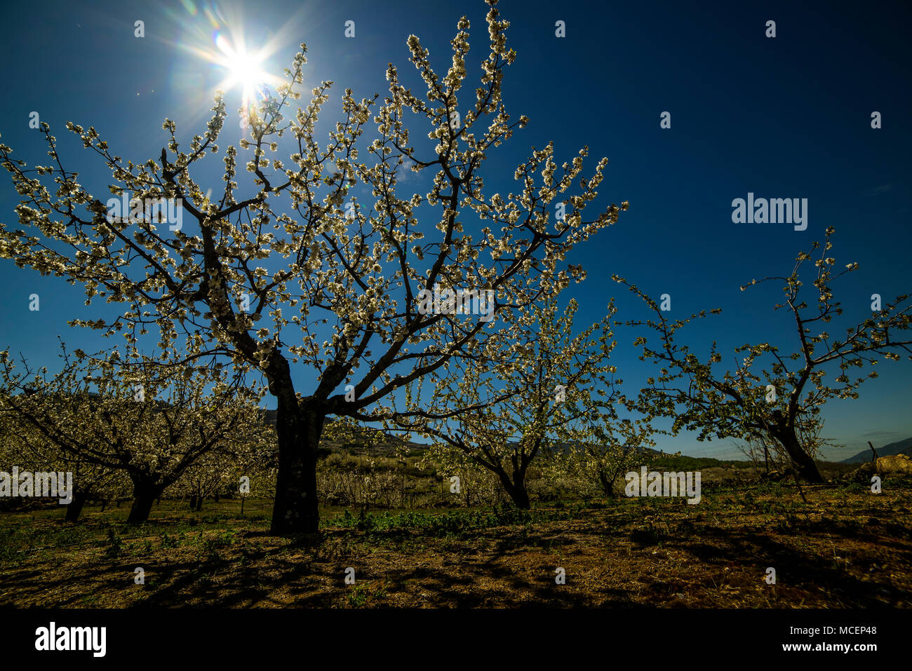 Cherry trees, blossom, springtime, jerte valley (Cáceres) Spain Stock ...