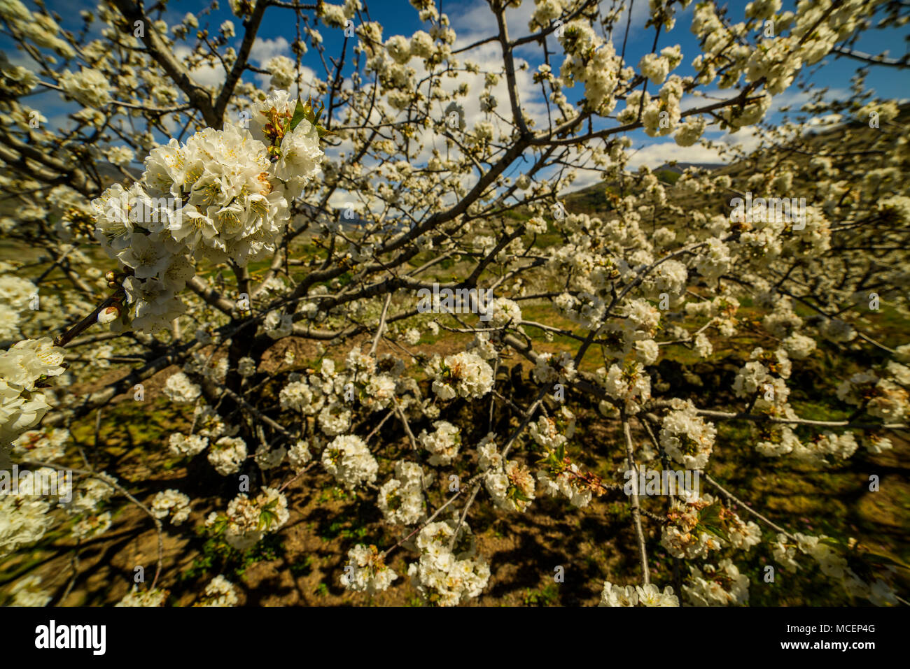 Spain cherry blossom hi-res stock photography and images - Alamy