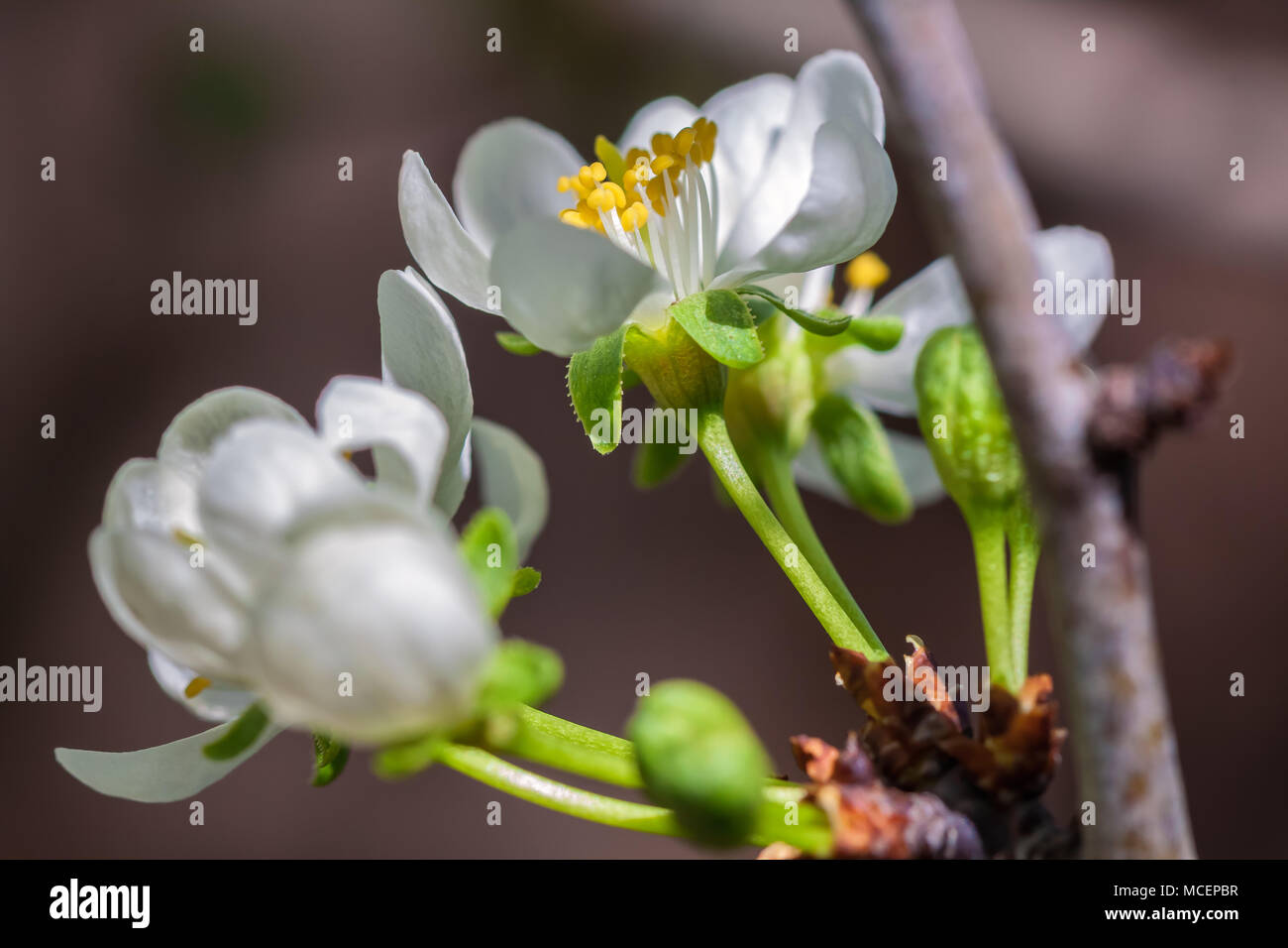 Plum flowers bloom in early spring in San Jose, California Stock Photo ...