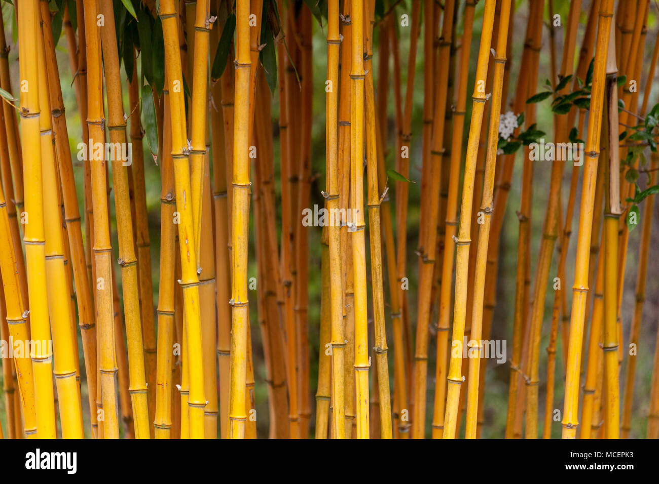 Bamboo Cluster High Resolution Stock Photography and Images - Alamy
