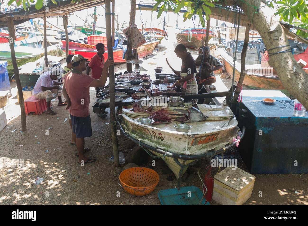 Fisherman selling fish at the fish market, Galle, Sri Lanka, Asia Stock ...