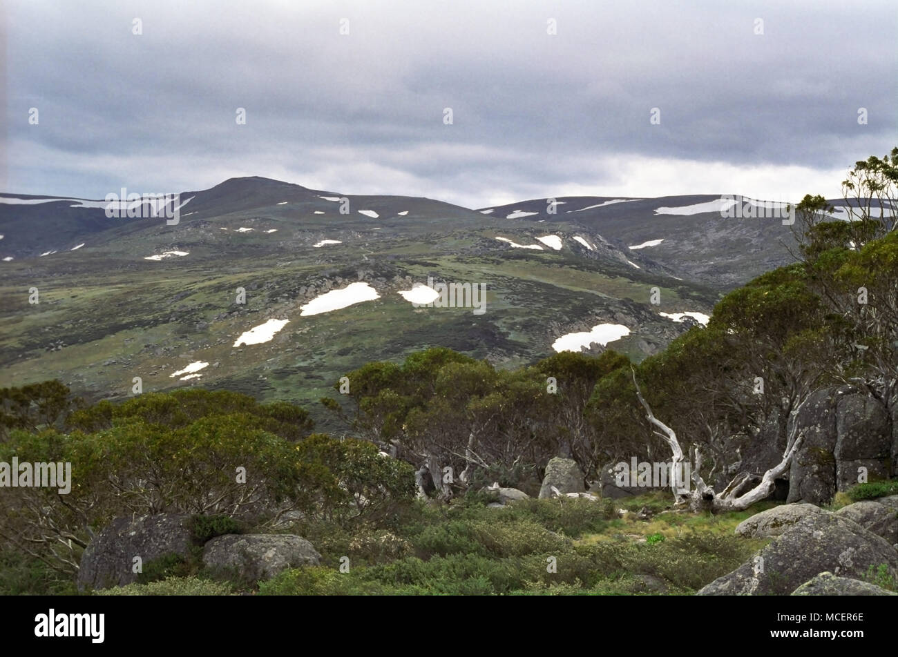 Perisher Valley in early summer, with snow-melt in progress, Snowy ...