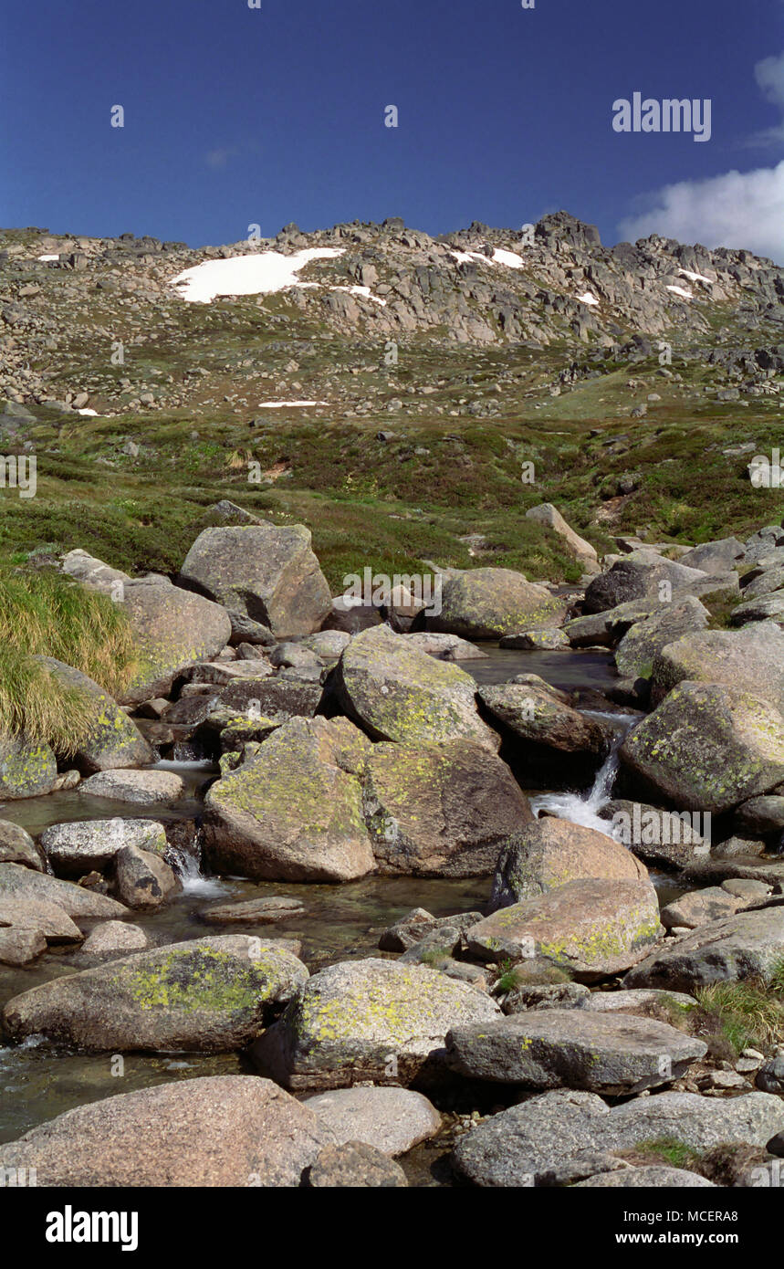 on the slopes of Mount Kosciuszko, Snowy Mountains, NSW, Australia ...