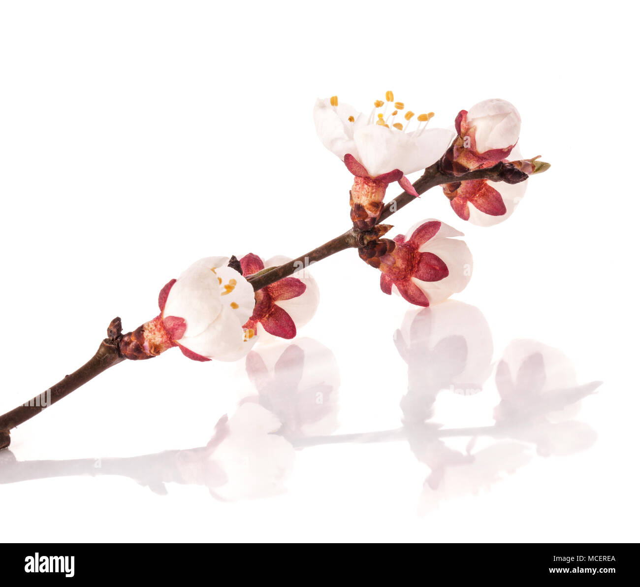 Beautiful apricot blossom isolated hi-res stock photography and images ...