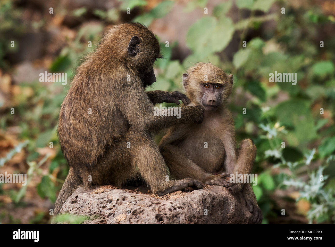 Baboons tail hi-res stock photography and images - Alamy