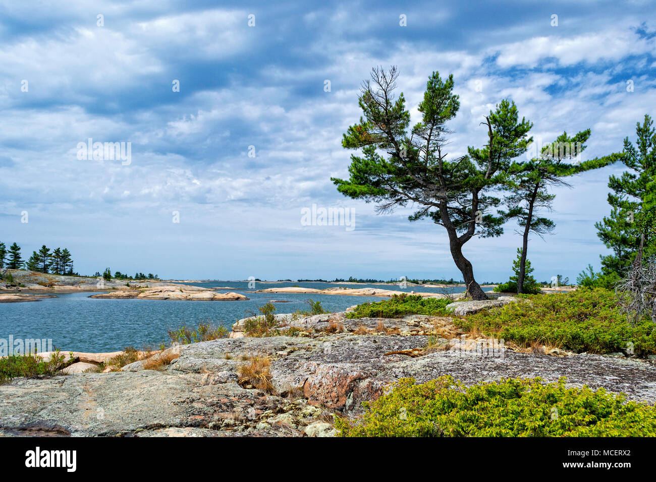 Pine trees growing on the rocky shores of Georgian Bay Stock Photo - Alamy