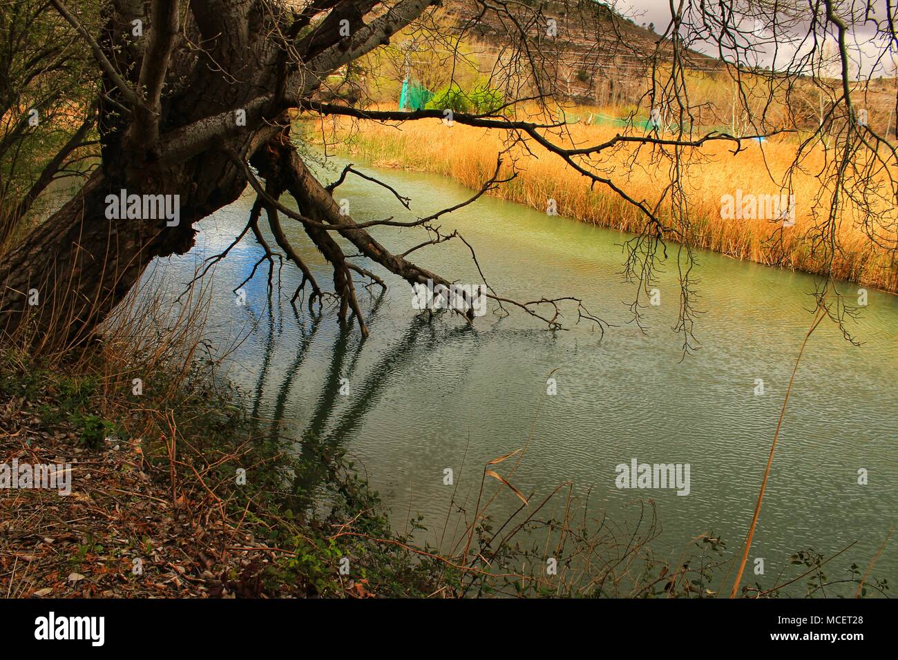 Tree with roots in the water and reflections in the river Cabriel Stock ...